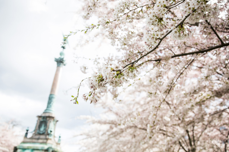 The 5 Best Cherry Blossom Displays in Europe