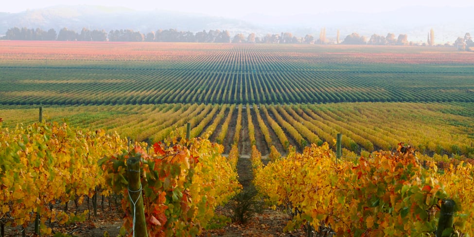 5 Unconventional Wine Destinations Uncorked for the Adventurous Wine Lover